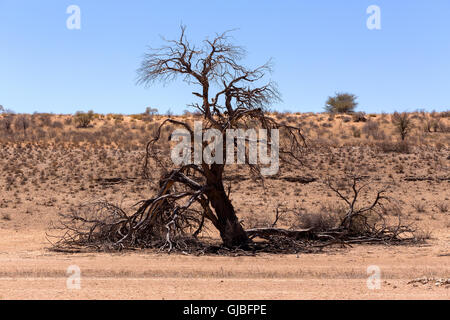 landscape with tree in Kgalagadi transfontier park, South, Africa Stock ...