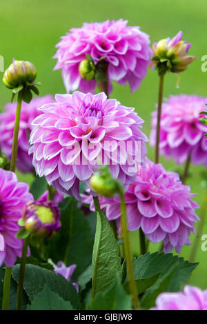 Dahlia ' Azurit ' flower Stock Photo - Alamy