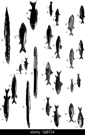 This 1913 checklist provides a comprehensive list of fish species found ...