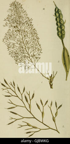 A comprehensive work on British seaweeds, featuring detailed color ...