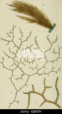 'Phycologia Britannica' offers a comprehensive study of British ...