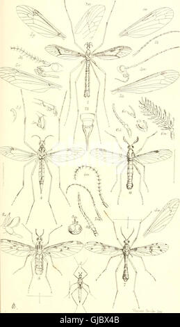 'Insecta Britannica - Diptera' (1855) by Francis Walker provides a ...