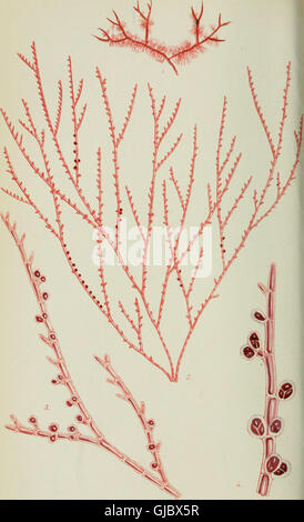 *Phycologia Britannica* is a comprehensive guide to British seaweeds ...
