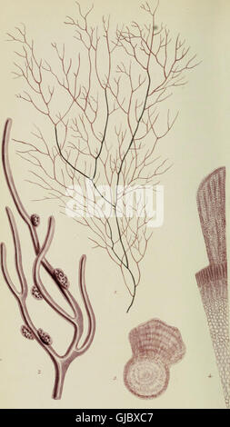 A detailed history of British seaweeds, featuring colored illustrations ...