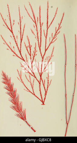 'Phycologia Britannica' is a detailed account of British seaweeds ...