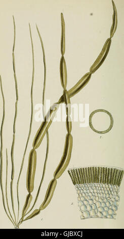 A detailed history and classification of British seaweeds, featuring ...
