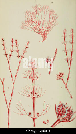A detailed history of British seaweeds, featuring colored illustrations ...
