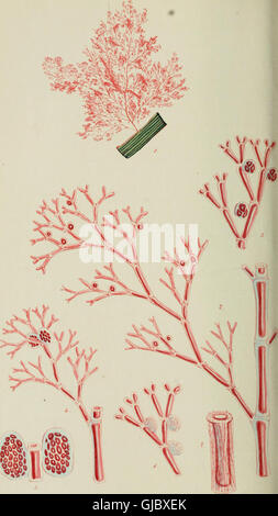 A detailed history of British seaweeds, featuring colored illustrations ...