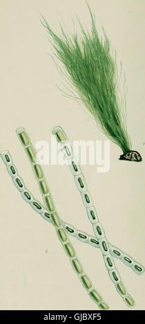 Phycologia Britannica is a comprehensive guide to British seaweeds ...