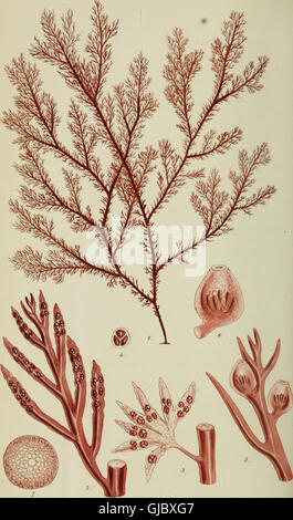 Phycologia Britannica is a comprehensive study of British seaweeds ...