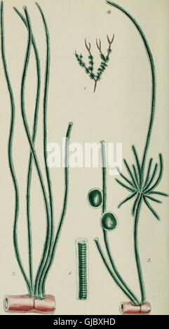 'Phycologia Britannica' is a detailed account of British seaweeds ...