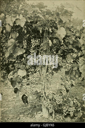 'Our Native Grape' (1893) provides a comprehensive look at the ...