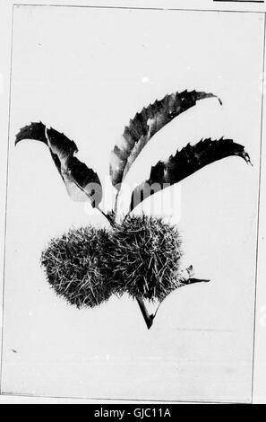 This 1900 work provides a guide for identifying native trees ...