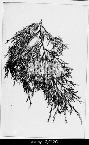 A 1900 guide on identifying native trees, detailing their ...