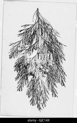 *Our Native Trees and How to Identify Them* (1900) provides a detailed ...
