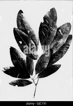 Our Native Trees and How to Identify Them (1900) is a guide to ...