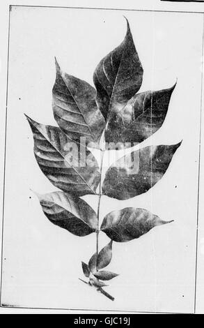 'Our Native Trees and How to Identify Them' (1900) is a popular guide ...