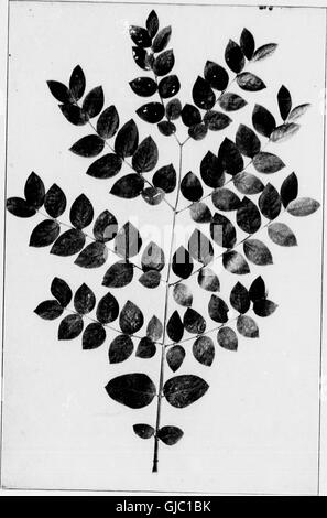 'Our Native Trees and How to Identify Them' (1900) is a guidebook that ...