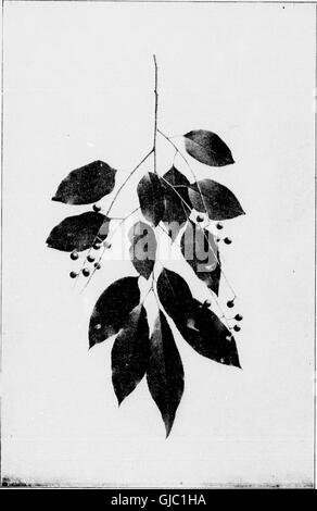 This 1900 work provides an accessible guide to identifying native trees ...