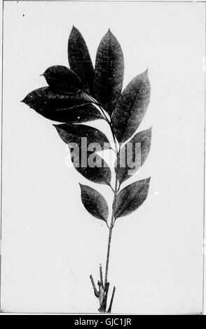 *Our Native Trees and How to Identify Them* (1900) is a guide to ...