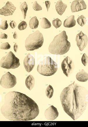 'Palaeontographia Italica' (1918) is a collection of paleontological ...