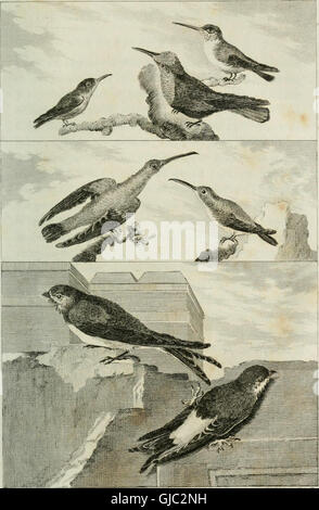 *Histoire naturelle de Buffon* (1801) is a comprehensive natural ...
