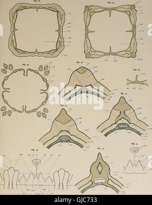 Selected morphological monographs (1900 Stock Photo - Alamy