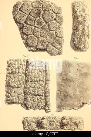 This catalogue details the fossilized remains of bird species housed in ...