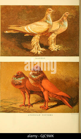 Pigeons- their structure, varieties, habits, and management (1868 Stock ...