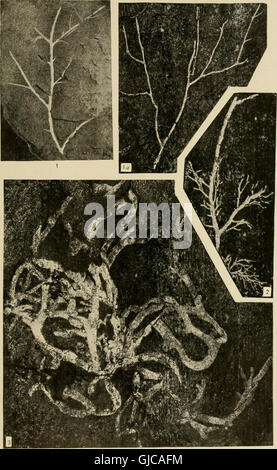 Smithsonian miscellaneous collections (1924 Stock Photo - Alamy