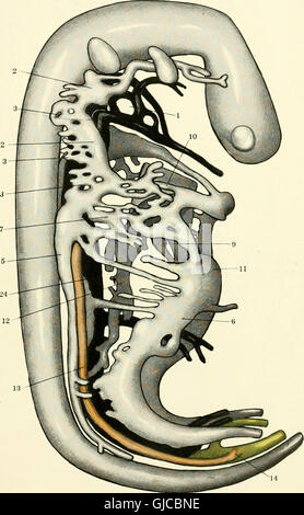 The *American Journal of Anatomy* (1912) is a scientific publication ...