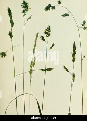 'The Book of Grasses' (1912) is an illustrated guide to common grasses ...