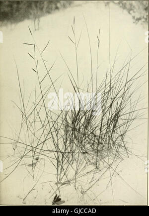 'The Book of Grasses' (1912) provides an illustrated guide to common ...