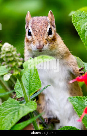 A Very Cute Eastern Chipmunk, Tamias striatus, Southwestern Ohio Stock ...