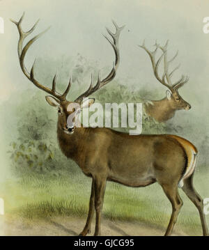 This 1898 publication explores the family Cervidae, including both ...