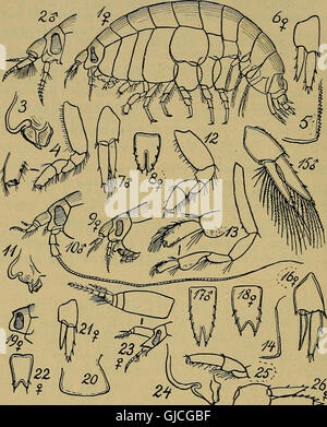 This 1907 illustrated guide details the fauna of Denmark, presenting ...