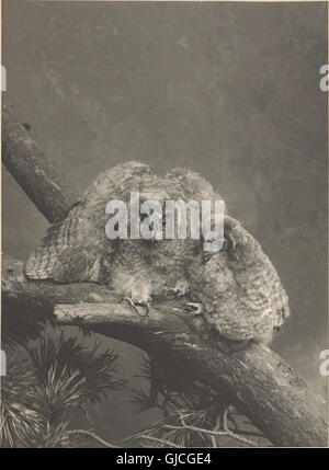 This collection of twenty-five photographs, printed in platinotype in ...