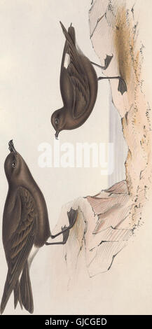 'The Birds of Europe' (1837) is a comprehensive guide to European bird ...