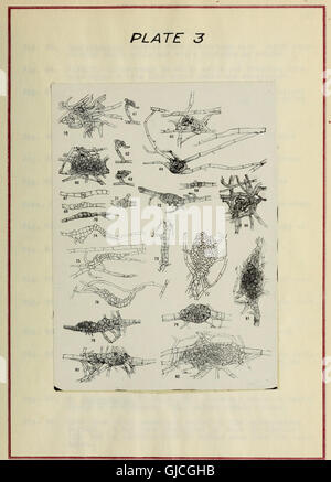 This 1918 work explores the Pycnidium, a structure in fungi, detailing ...