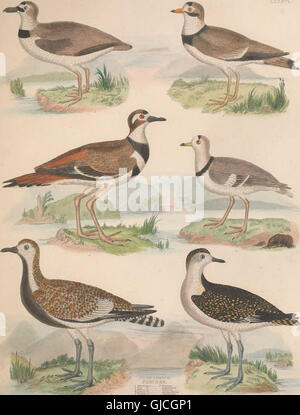 This work, featuring the illustrations of Alexander Wilson and Charles ...