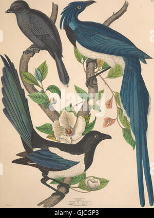 This work illustrates the American ornithology of Alexander Wilson and ...