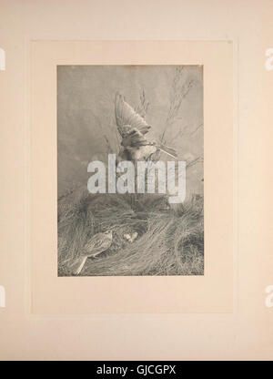 A collection of twenty-five photographs printed using the platinotype ...