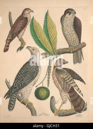 'Illustrations of the American Ornithology' by Alexander Wilson and ...