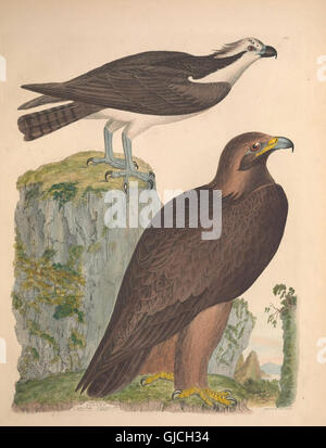 This work showcases the American ornithology contributions of Alexander ...
