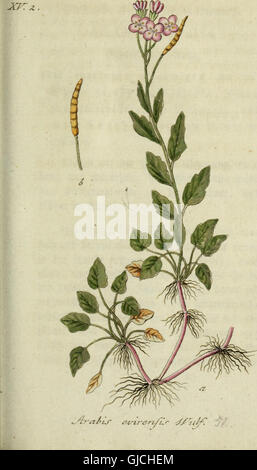 A German botanical work from 1806, showcasing the flora of Germany with ...