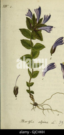 A German botanical work from 1806, showcasing the flora of Germany with ...