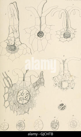 This 1862 work discusses the processes of germination, development, and ...