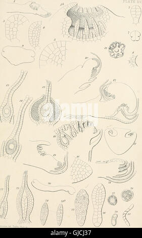 This 1862 work explores the processes of germination, development, and ...