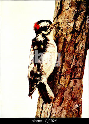 A 1903 guide to 150 species of birds commonly found in gardens, meadows ...