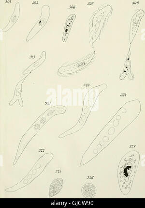This 1909 study focuses on Opalina, a genus of parasitic protozoans ...
